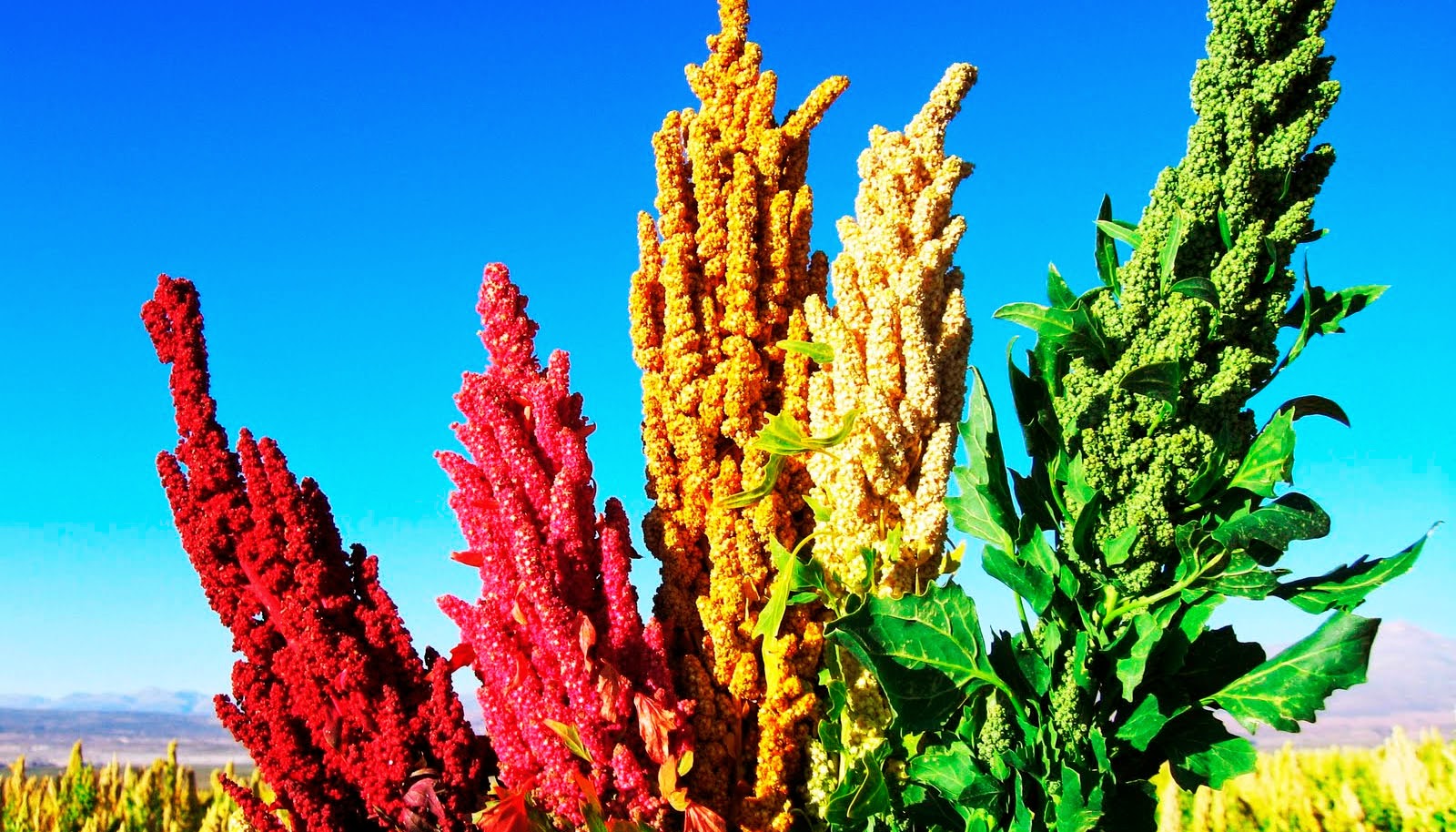 IMAGENES ETHEL: IMÁGENES DE LA QUINUA, KIWICHA, KAÑIWUA Y SUS BENEFICIOS