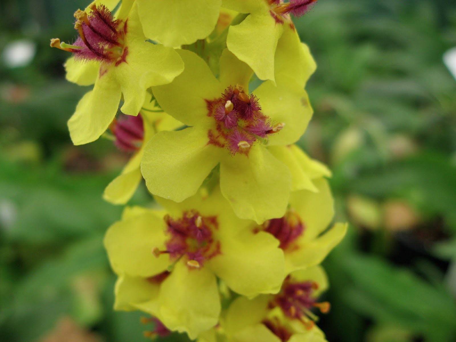 All about plants and more: Verbascum summer spikes