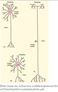 Biología Celular : NEURONA