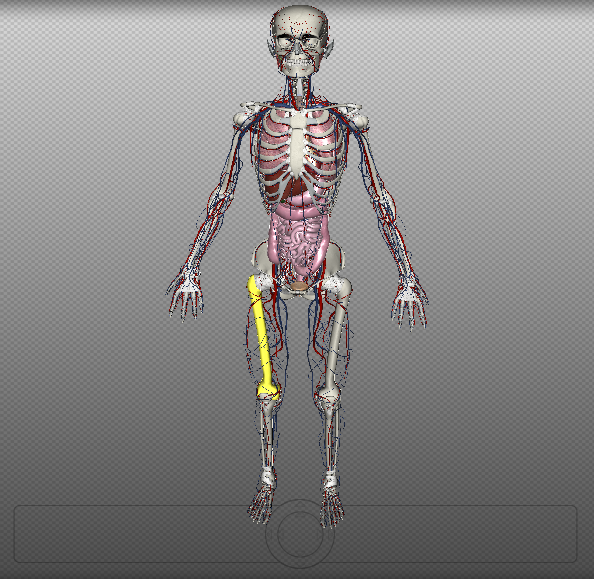 WotW: Digitally Explore the Human Body - Housewife Eclectic