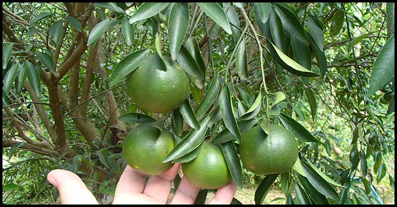 Dalandan For Better Health | Dr Farrah MD