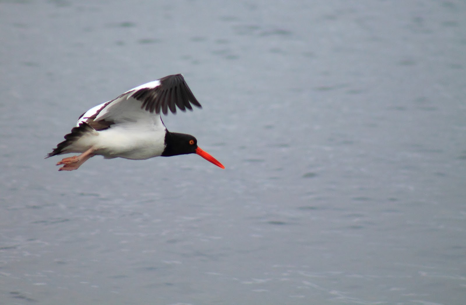 Aves de la VIII Region del Bio Bio: Pilpilen (Haematopus Palliatus ...