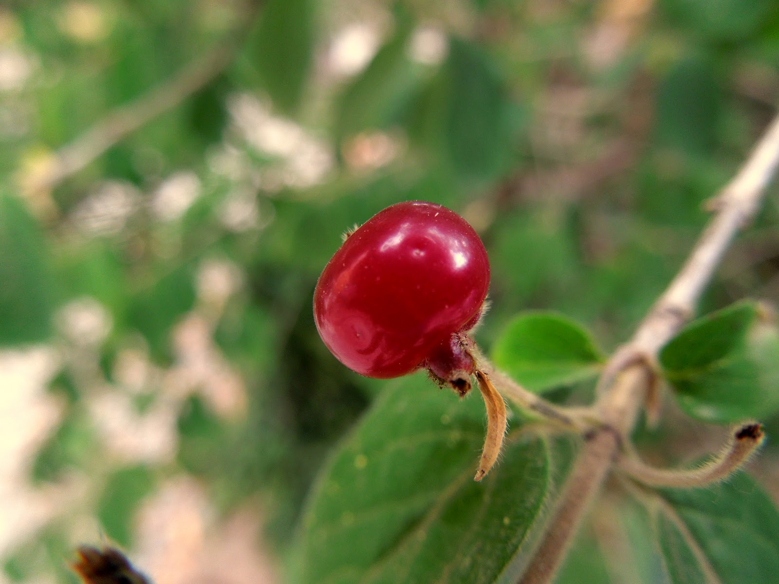 Frutos rojos del CERECILLO - BOTÀNIC SERRAT