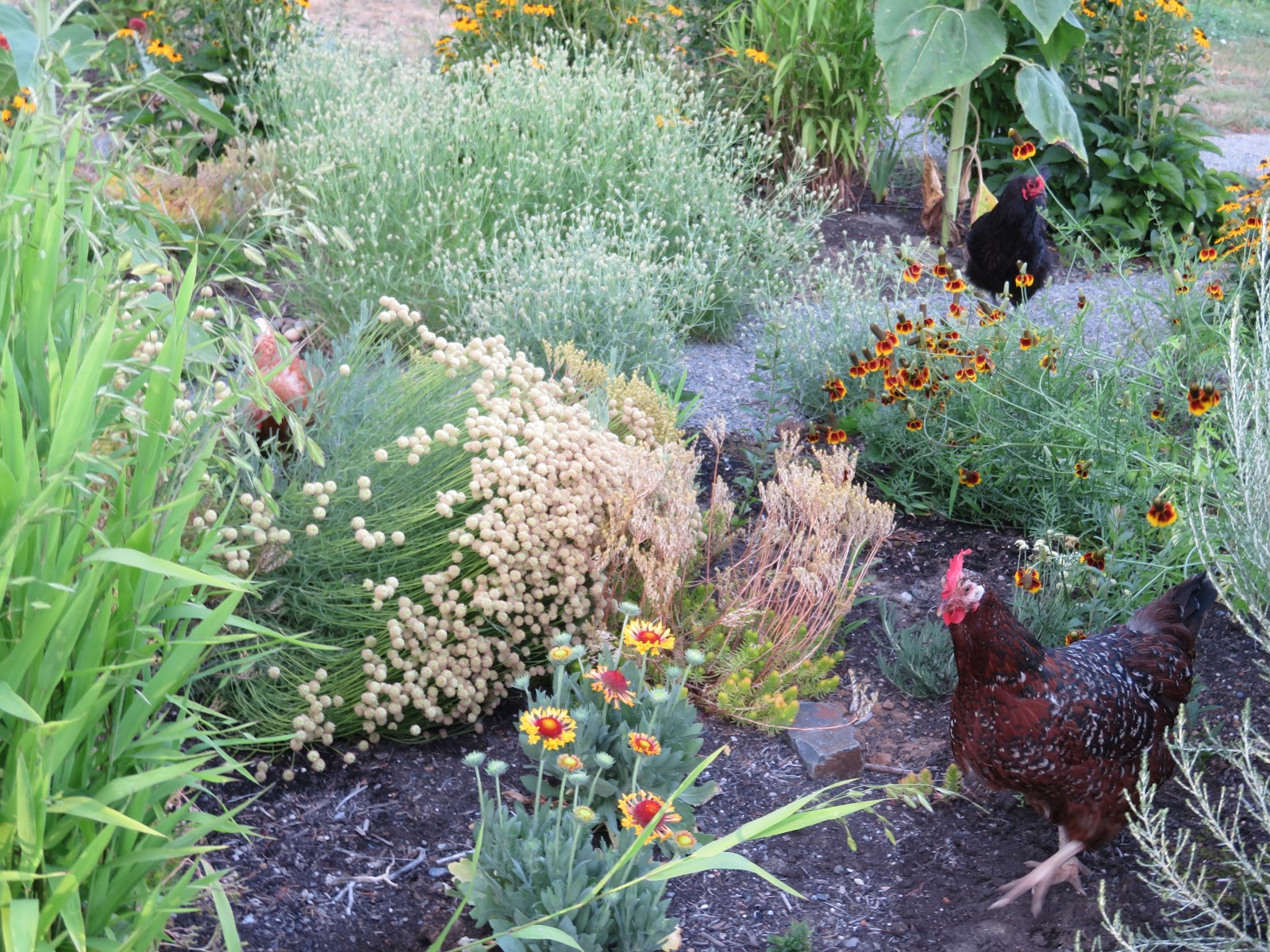 Farm Life: Gardening with Chickens