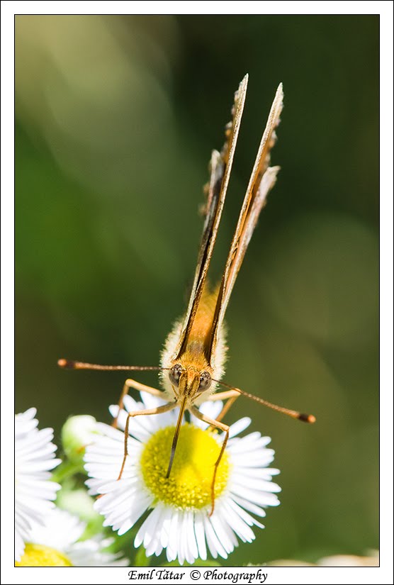 The colors of life: Fluturi