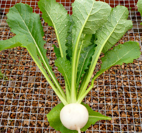 High Altitude Gardening: Blood from a Turnip