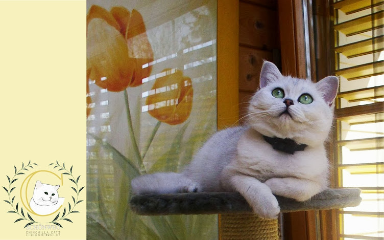 Schoenweg Chinchilla Cats Cattery