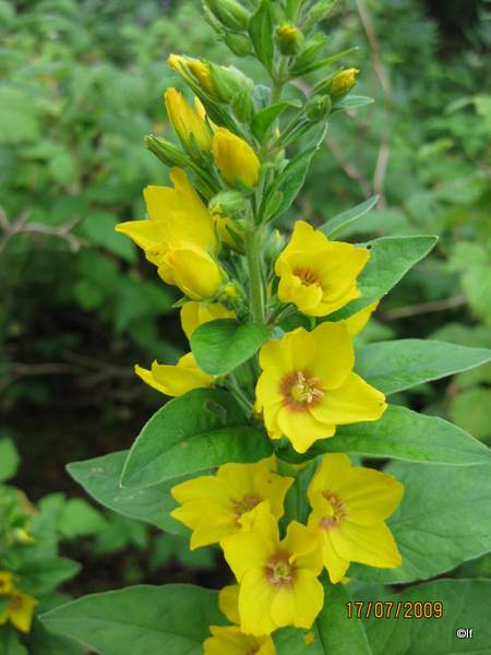 Morsingon pihalta: Lisää keltaisia kukkia.