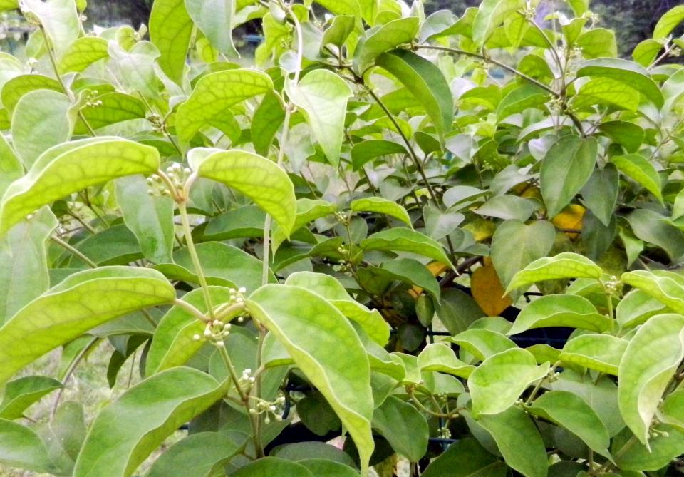 මස්බැද්ද [Masbedda] (Gymnema sylvestre) ~ අපේ ඔසුපැළ Medicinal Plants ...