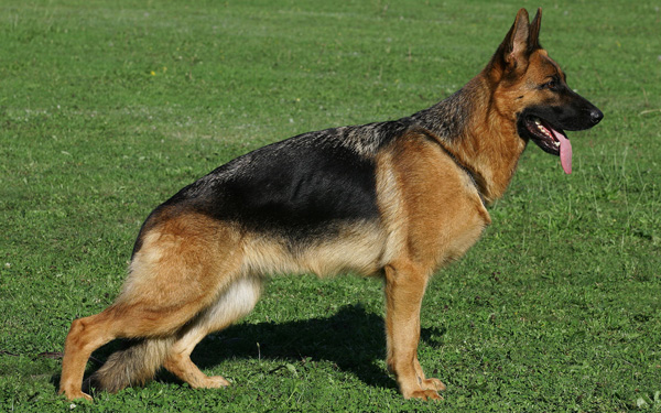 10 Fakta Tentang Anjing Herder (German Shepherd) ~ Sayang Gukguk