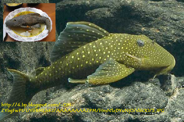 Alturas de la amazonía: LOS SERES DEL CIELO, EL RÍO Y LA TIERRA