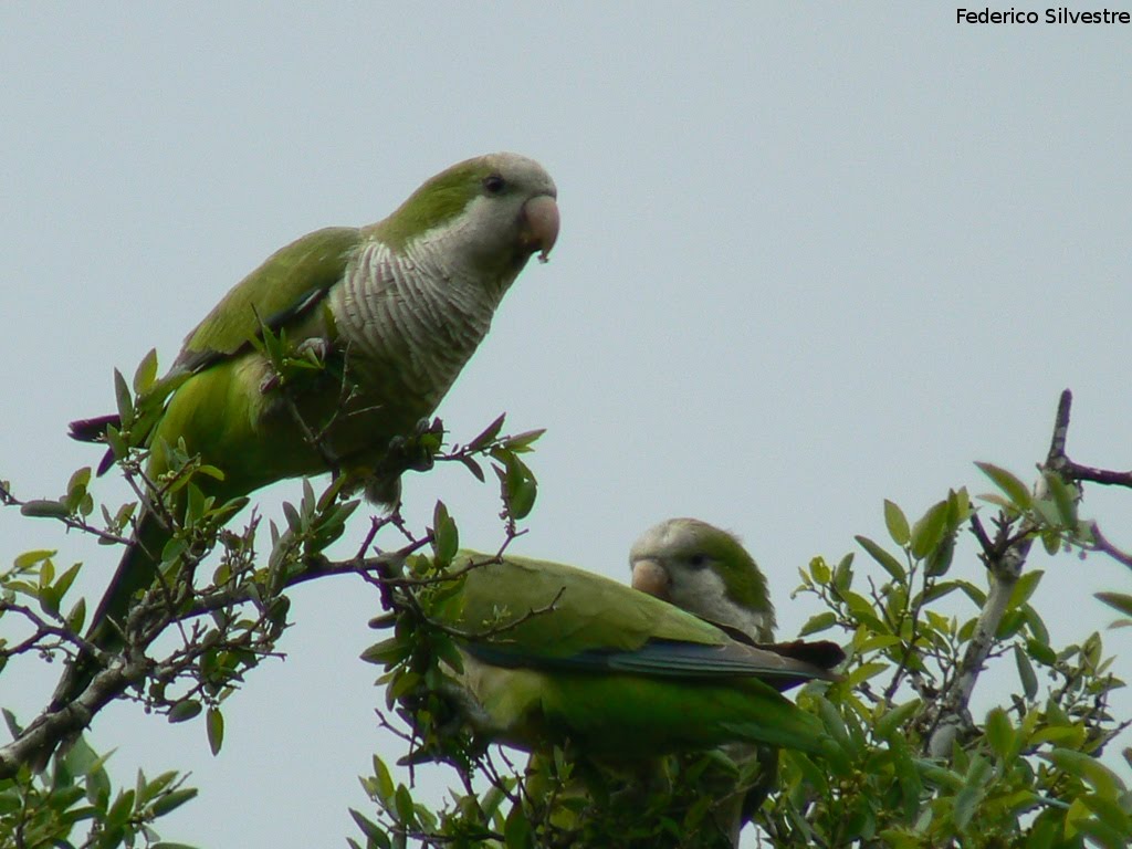 NO PASSERIFORMES: Familia Psittacidae LOROS