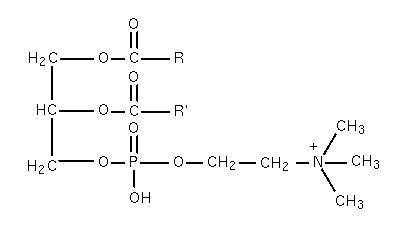 Evelin´s: Všestranný pomocník