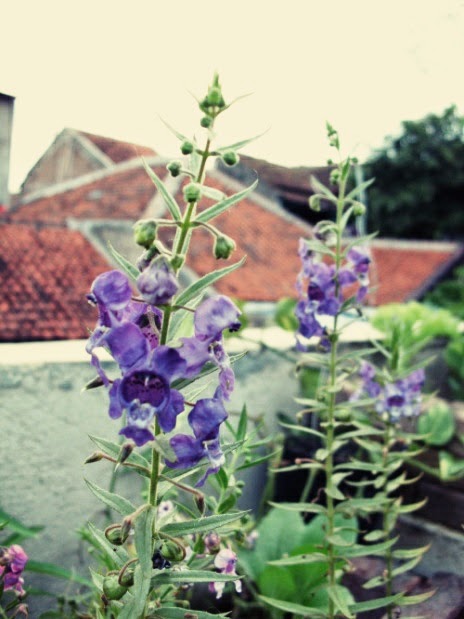 Repotting Tanaman Bunga Angelonia - pottedmemory