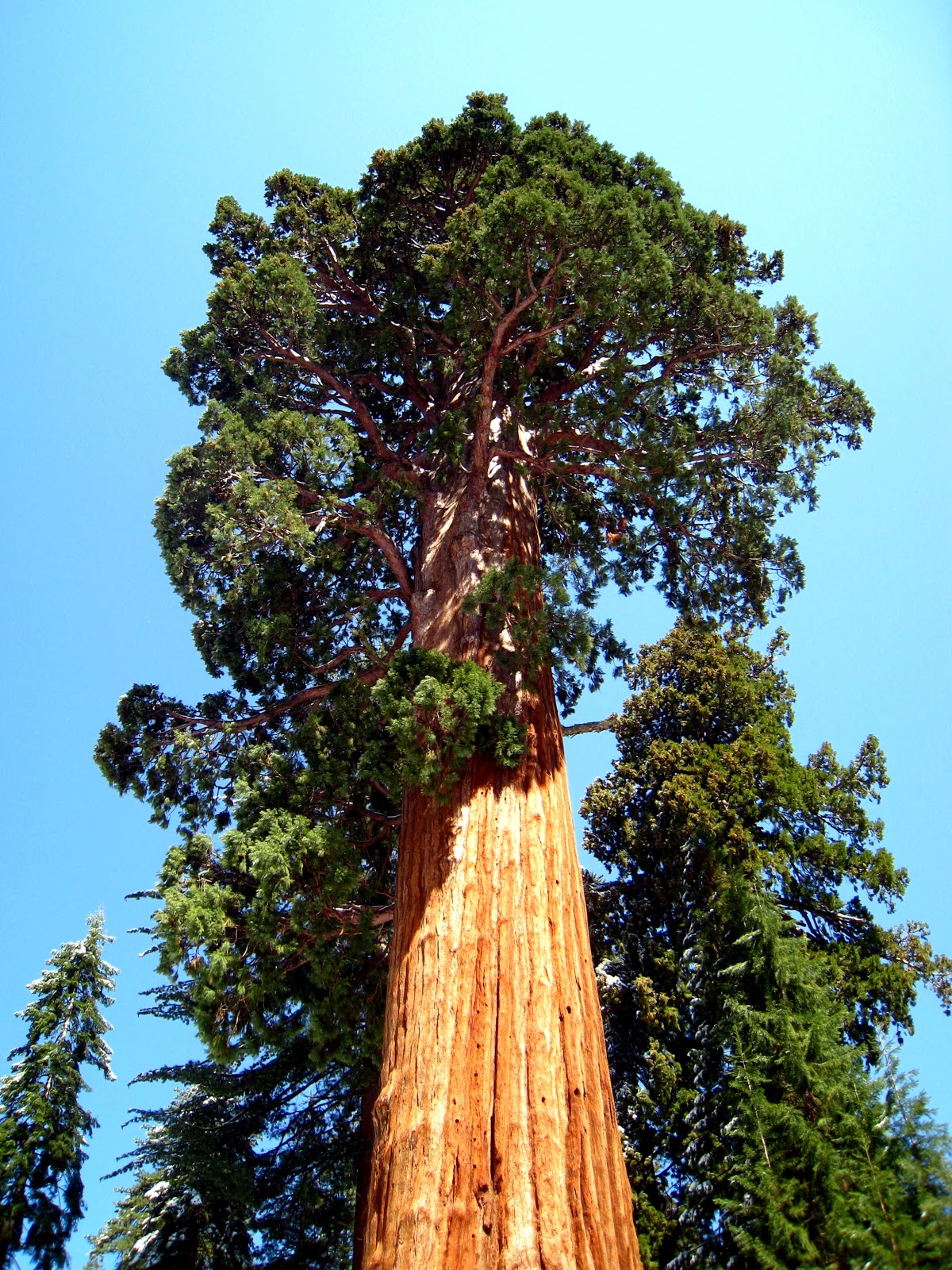 Alex's Weblog: Sequoia National Park