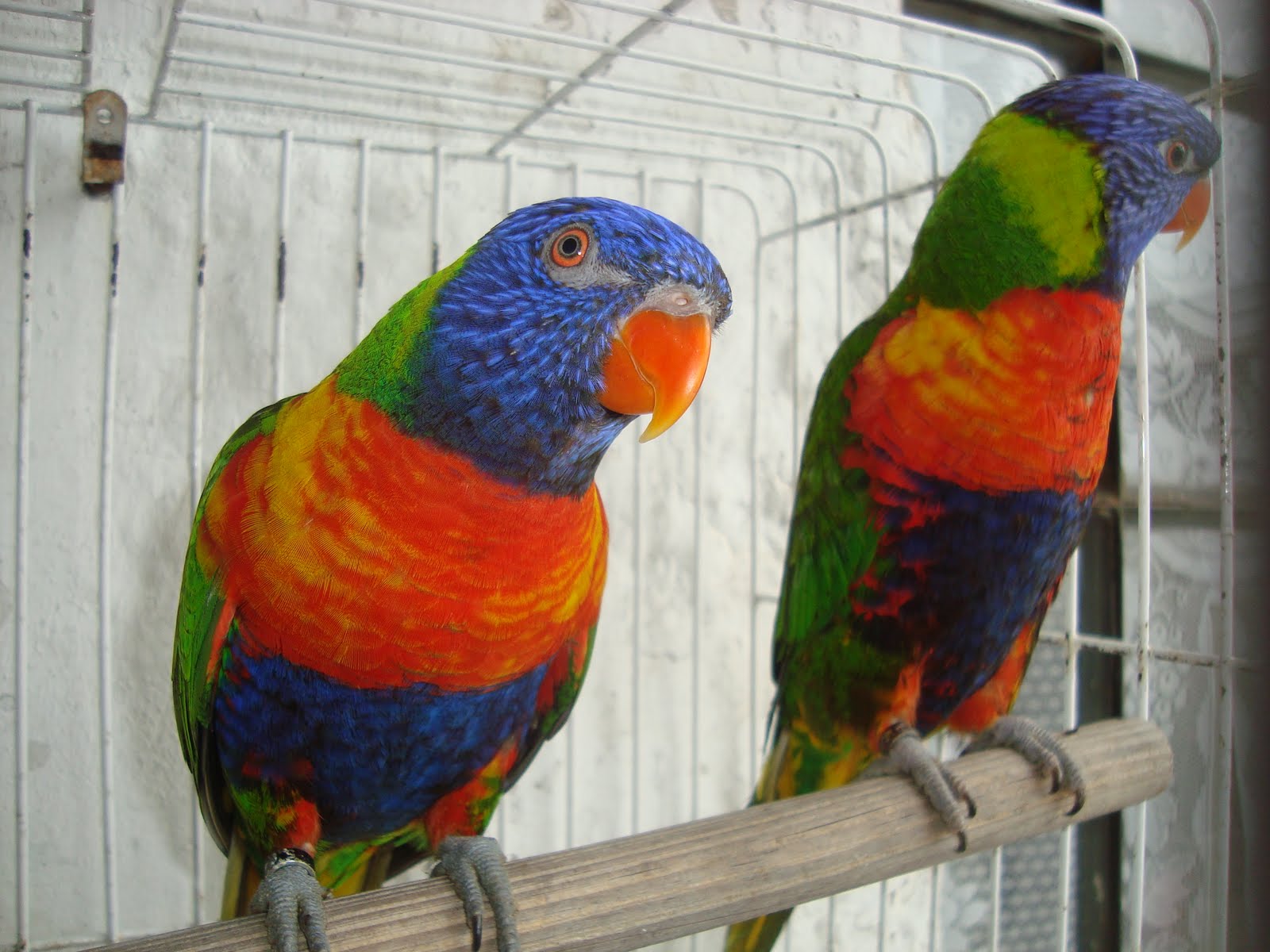 AVES: Loris Arco Iris Molucanos