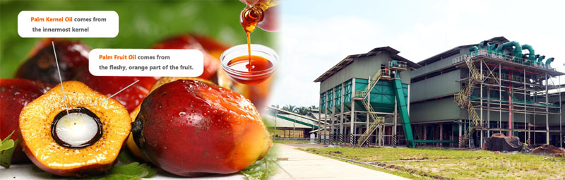 palm oil equipment manufacturing, exports and sales: New type palm ...