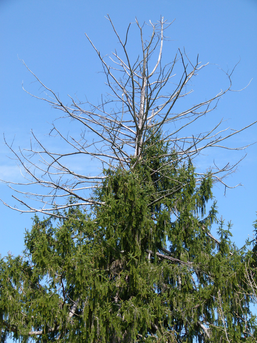 KY Natural Inquirer: Trees! Wonderful Trees!