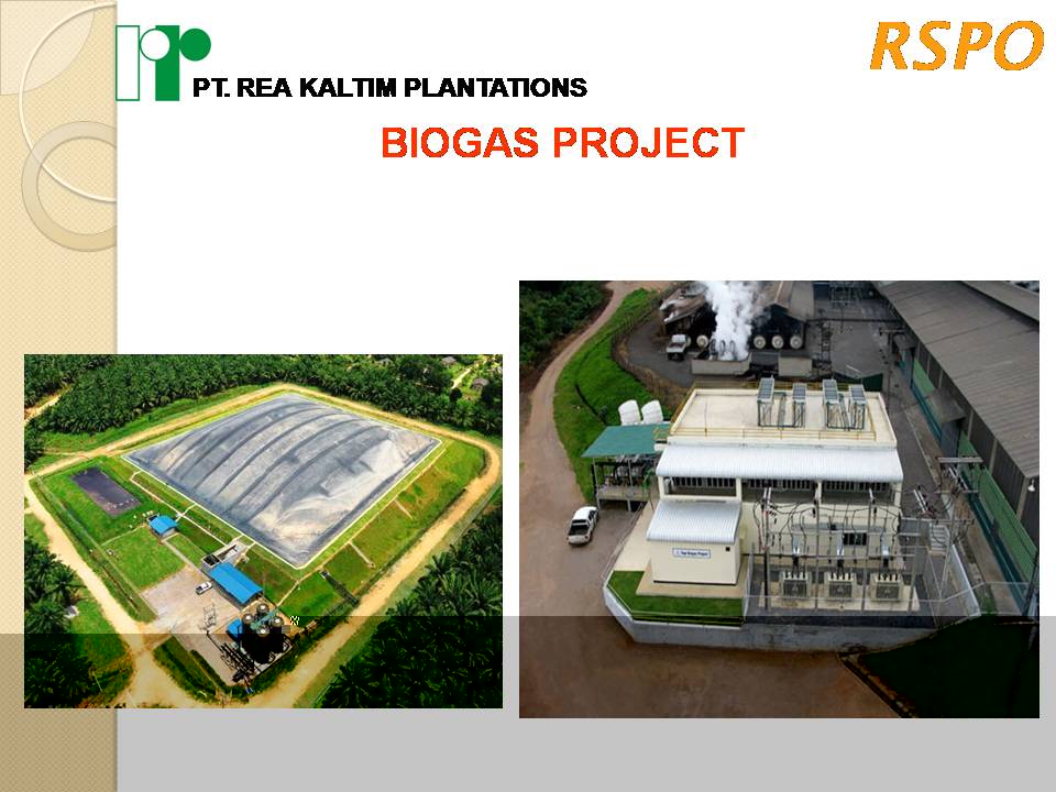 Lingkungan Hidup PT. Rea Kaltim Plantations