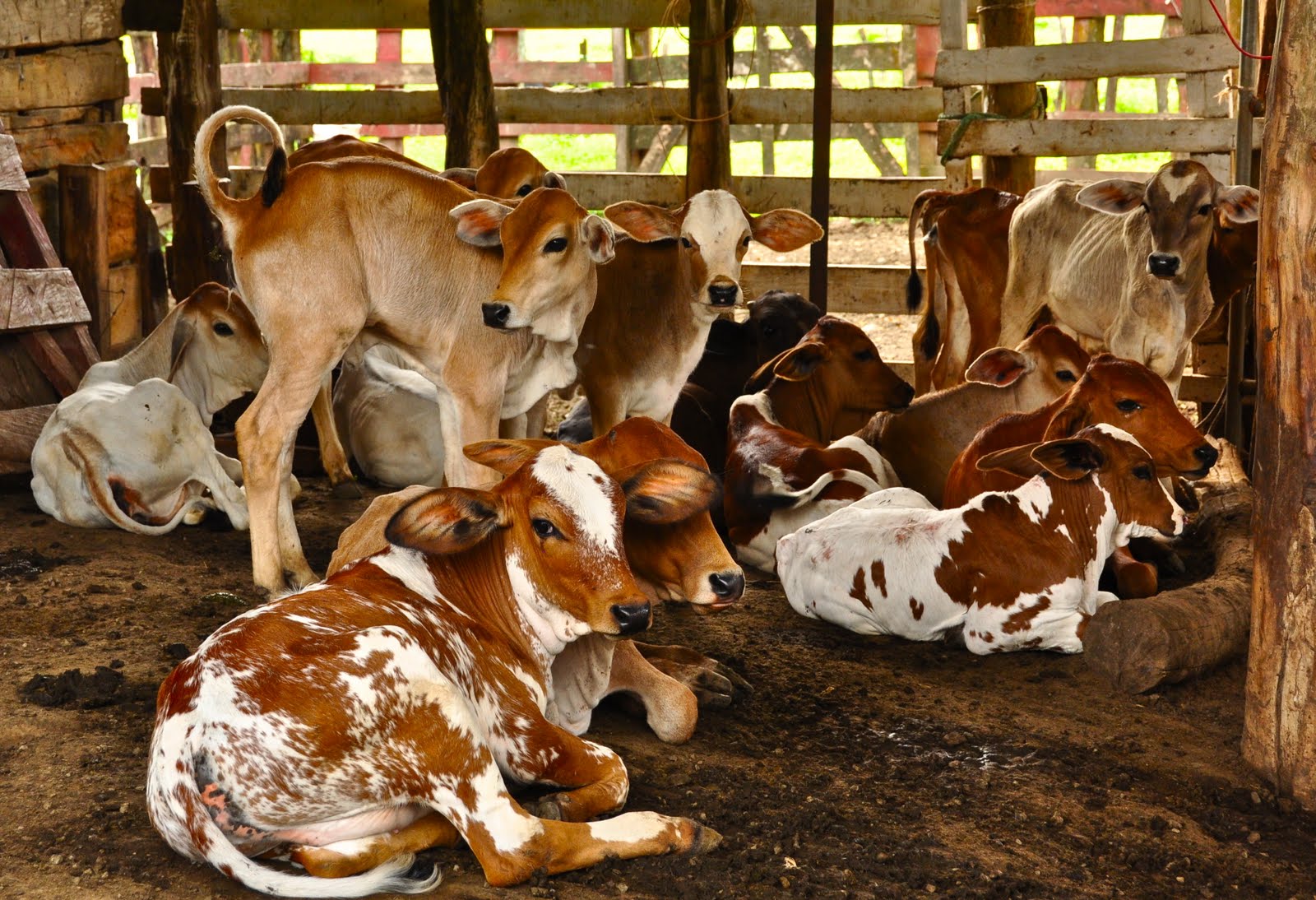 Tamarindo, Costa Rica Daily Photo: Cattle in the corral