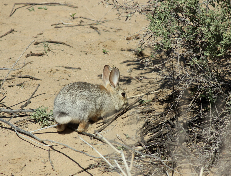 From Petroglyphs to Ice Caves—the Enchanted Meander* Begins - Catching ...