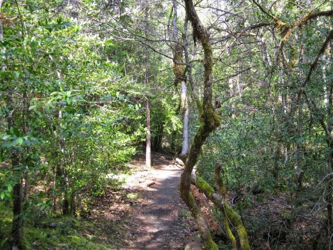Hiking Sasquatch Country: 20 Limpy Creek Falls Trail