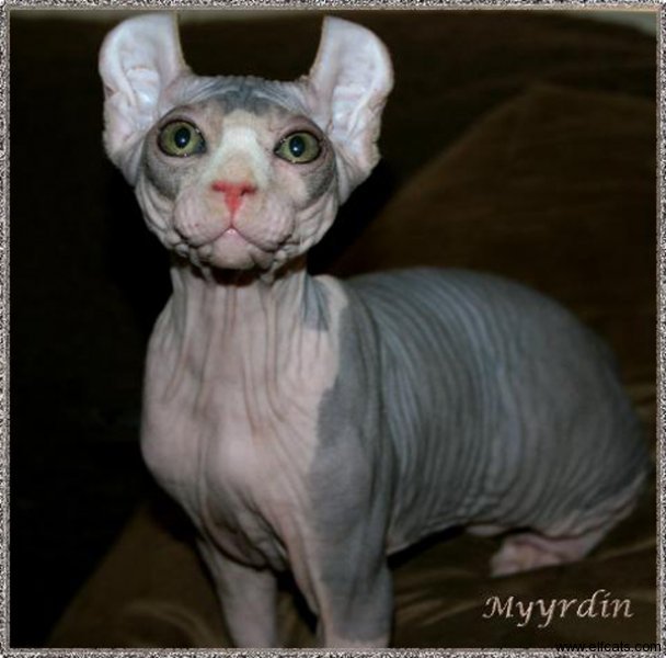 Cat Collar with Bell:Cats and Their Mews: Cat Hybrids - Elf Cats