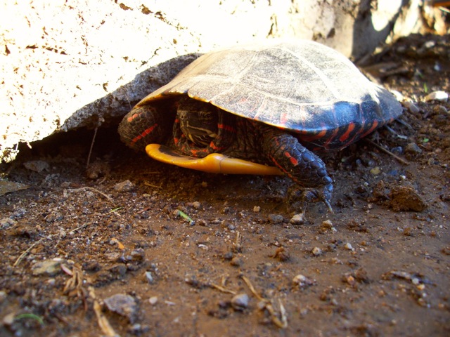 Not Buying Anything: Turtling