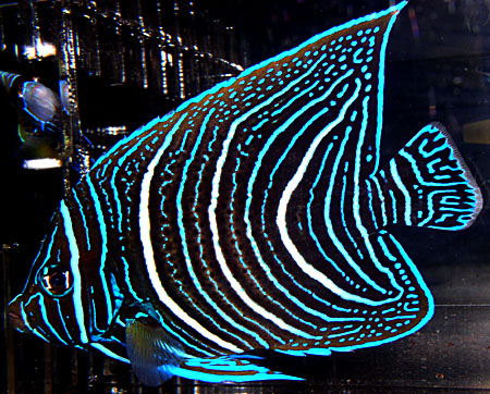 Angelfish - Wild Life Planet