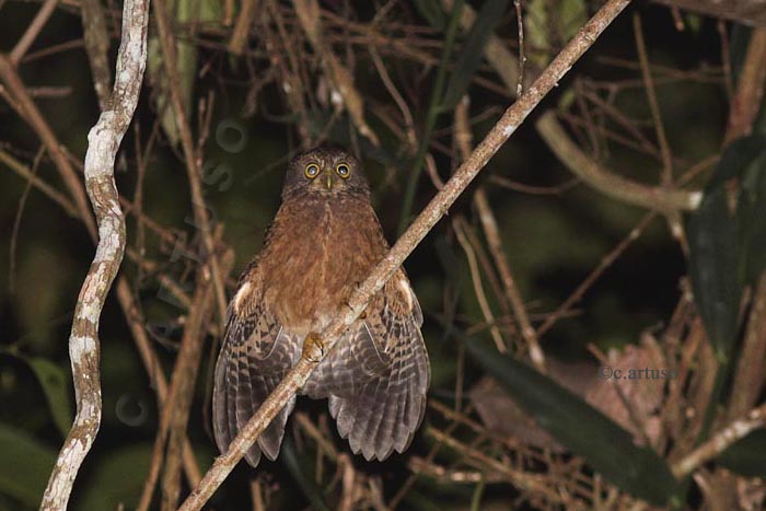 Christian Artuso: Birds, Wildlife: The Philippine Night