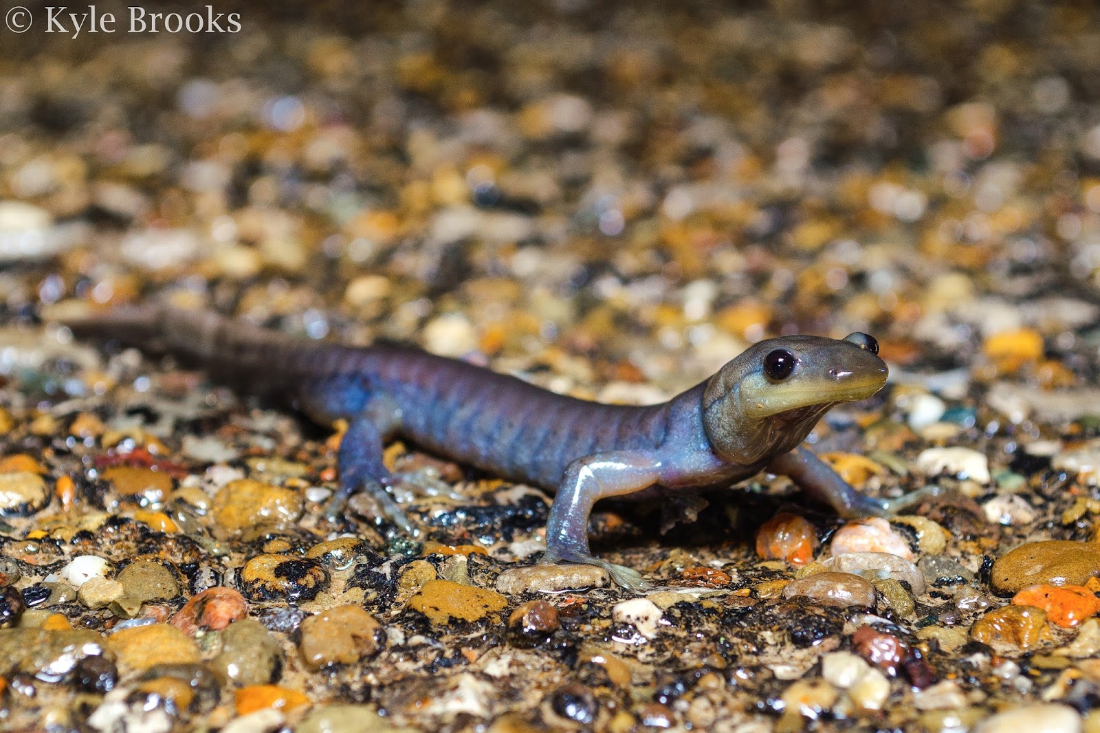 On the Subject of Nature: My 2017 Amphibian Review