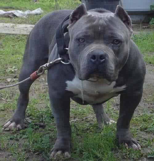 Perros pitbull blue stanford - Imagui