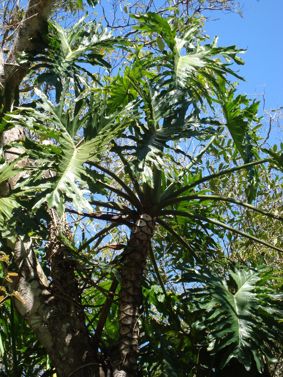 Plant World: Philodendron bipinnatifidum