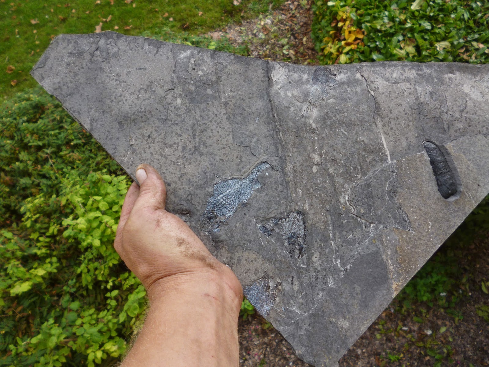 Petit carnet paléo: Petit poisson et gros caca...