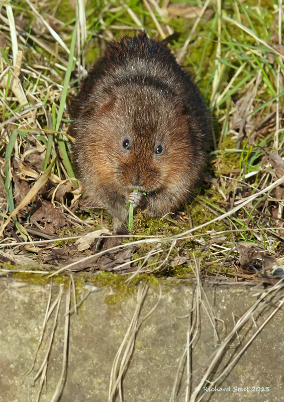 Wildlife Photographic Journals: Spring Water Vole Patrol