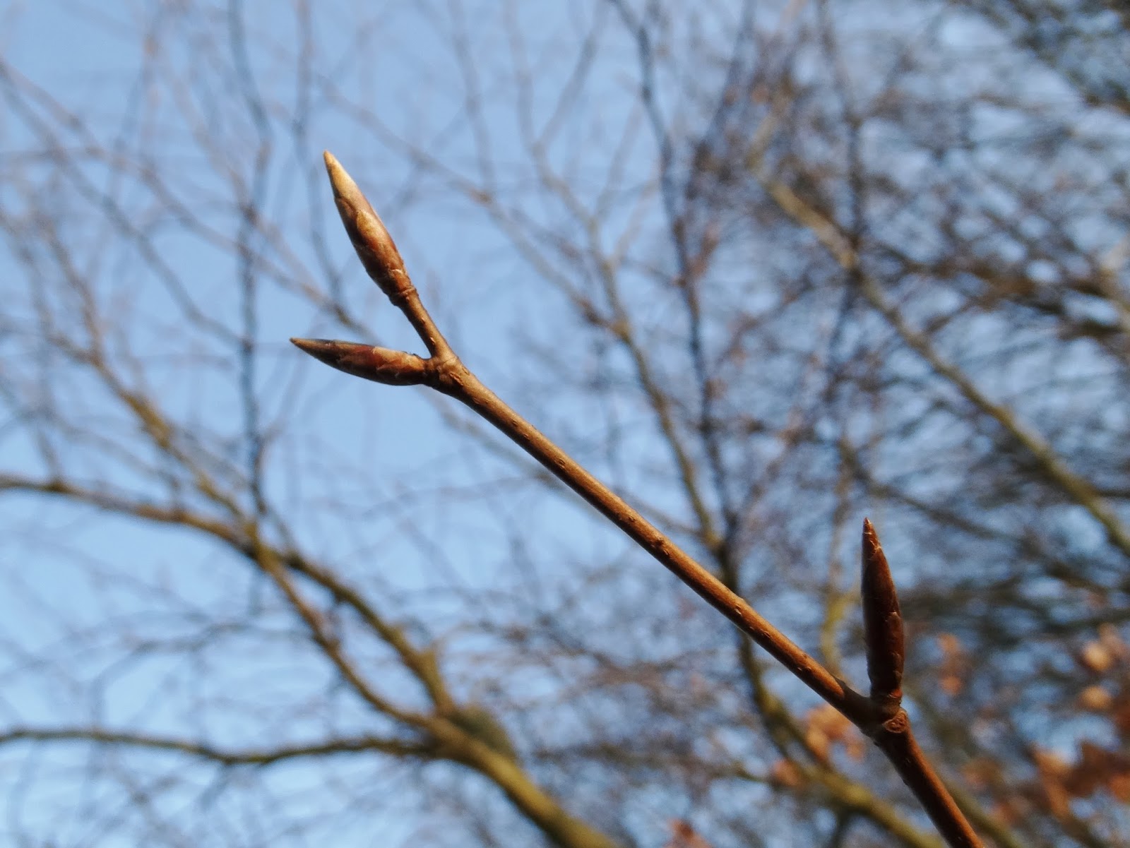 oog voor de natuur: Knoppen van beuk