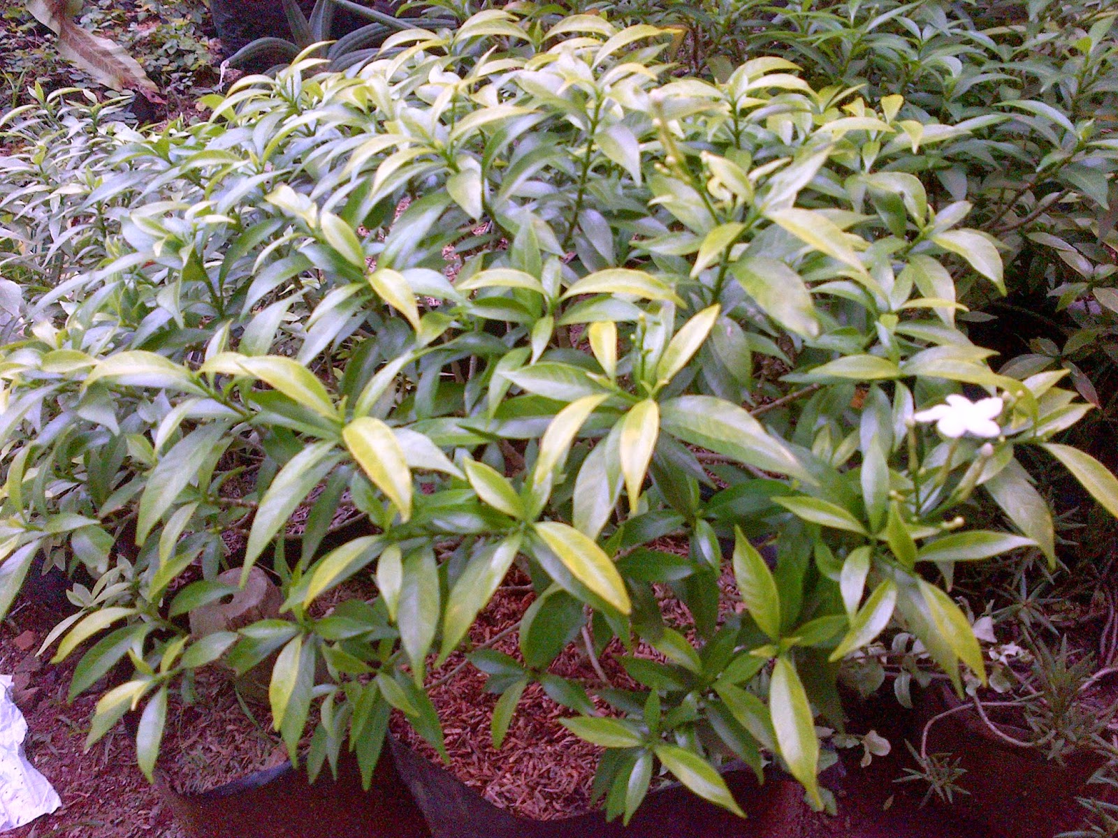 Jual pohon rombusa mini | suplier tanaman hias dan rumput taman, jasa ...