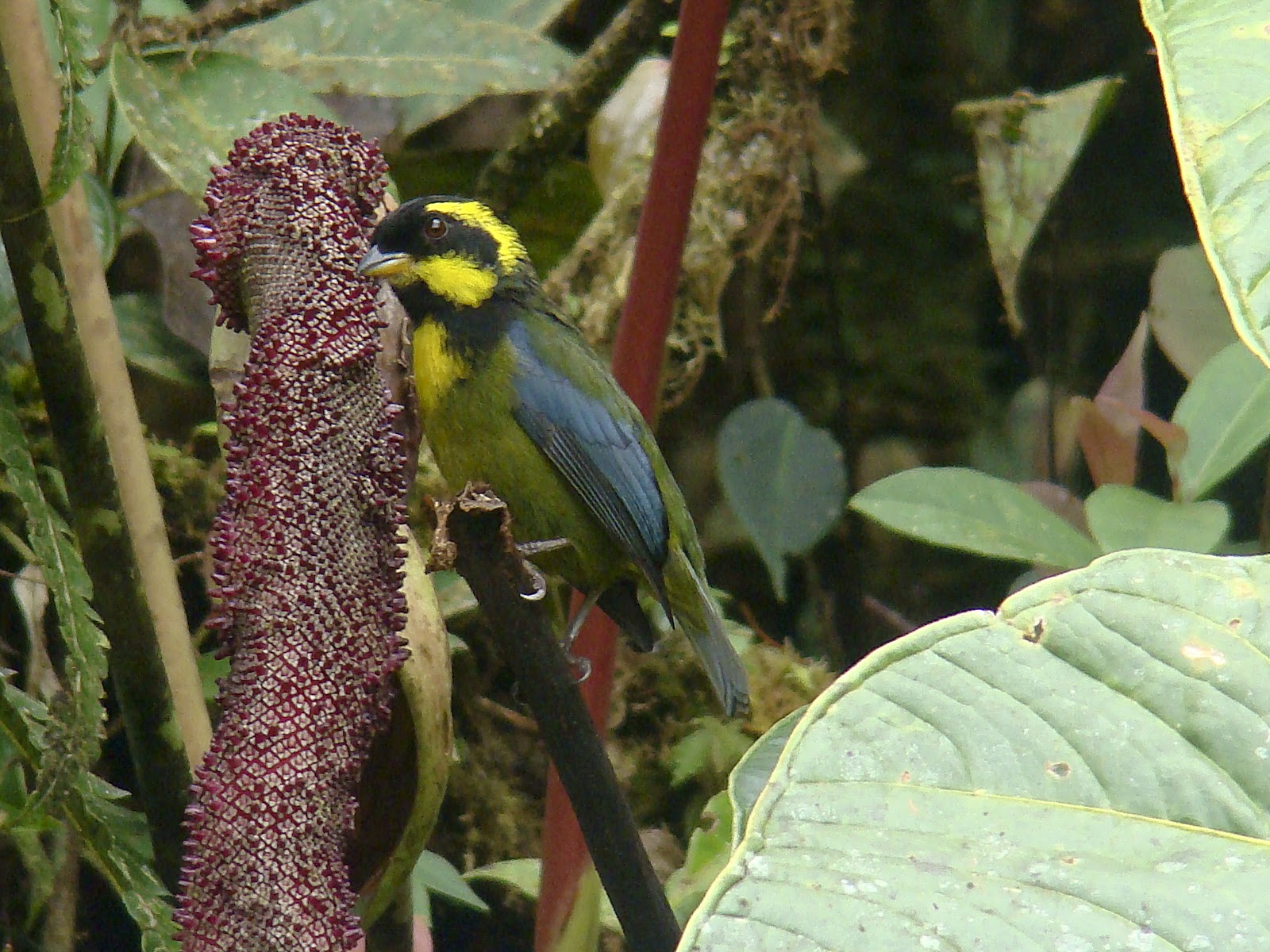 ANCHICAYA BIRDWATCHING