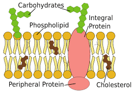biju: FLUID MOSAIC SYSTEM IN PLASMA MEMBRANE(CELL MEMBRANE)