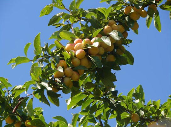 Le 15 aout, bonne fête Mirabelle.