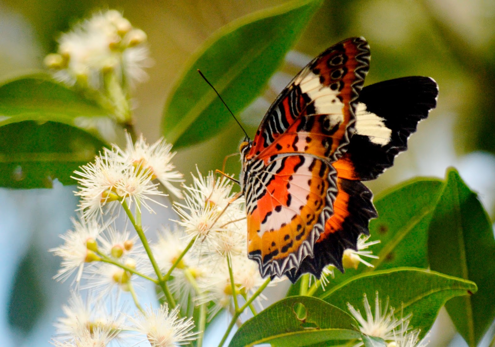 The Kambatik Park, Bintulu.: By the flowers of oleina #1 - Malay Lacewing