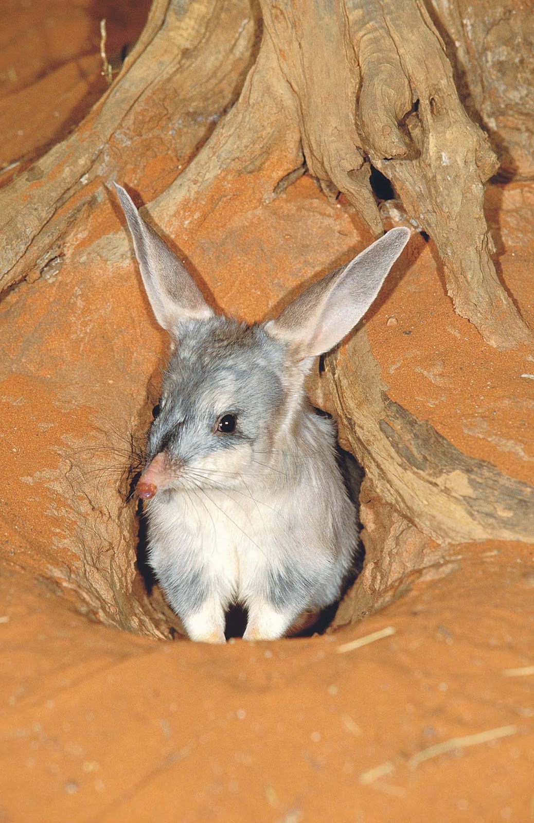 Australia releases rare marsupial bilby into the wild in NSW - Gossip