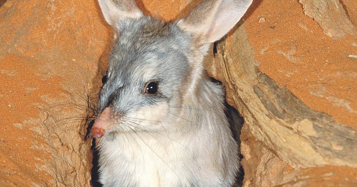 Australia releases rare marsupial bilby into the wild in NSW - Gossip