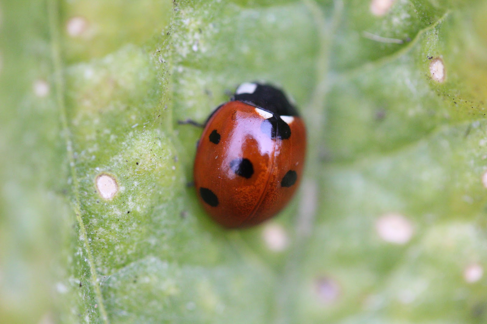 La Mitocondria: Breve guía de insectos