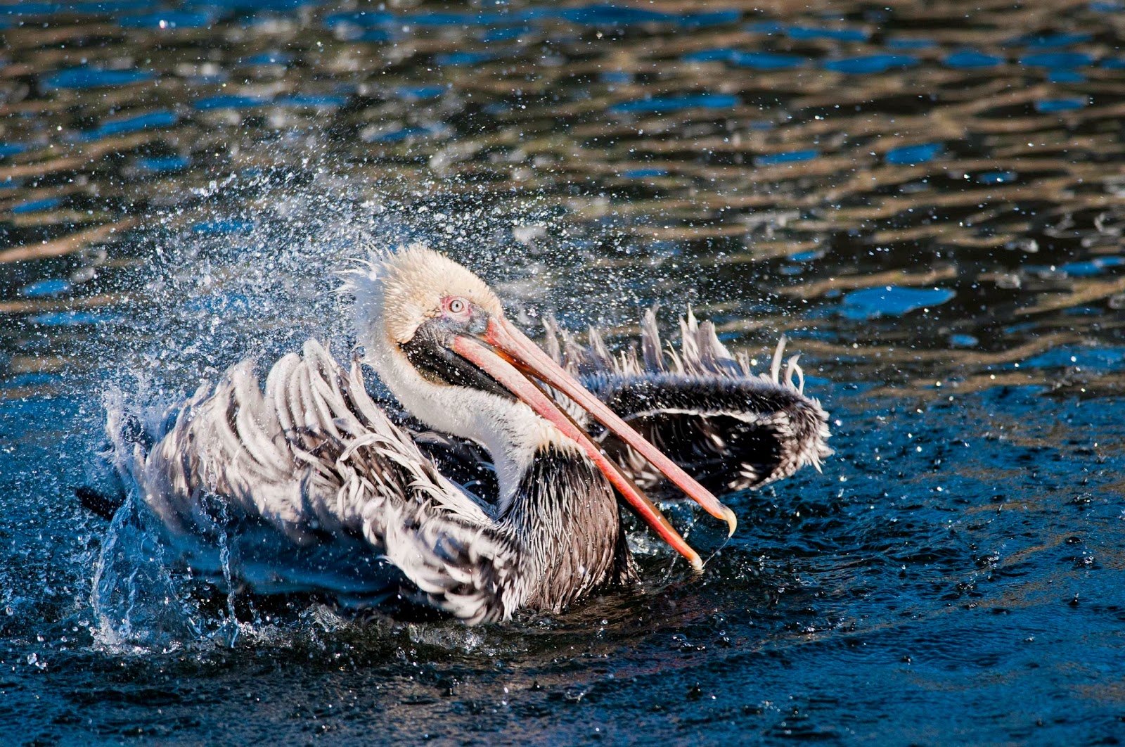 GOOD FISHING MARCHING IN - Pine Island Fishing with Captain Bill Russell
