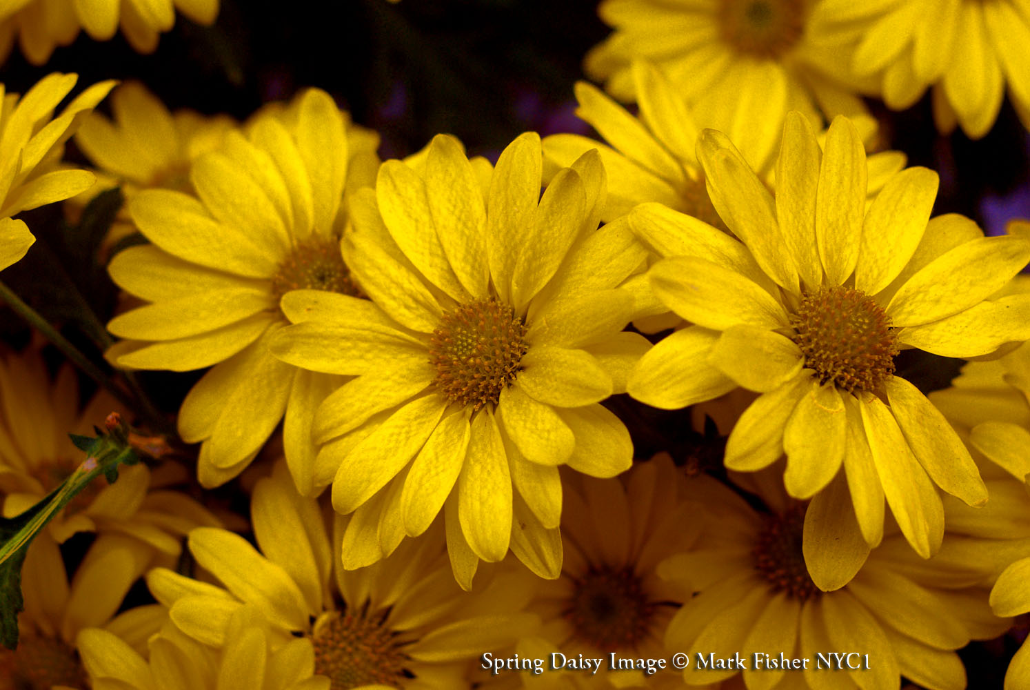 PHOTOGRAPHER MARK FISHER IMAGES: New York Spring Daisy • American ...