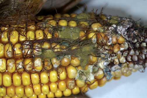 Grain Crops Update: Scouting Corn for Aspergillus Ear Rot