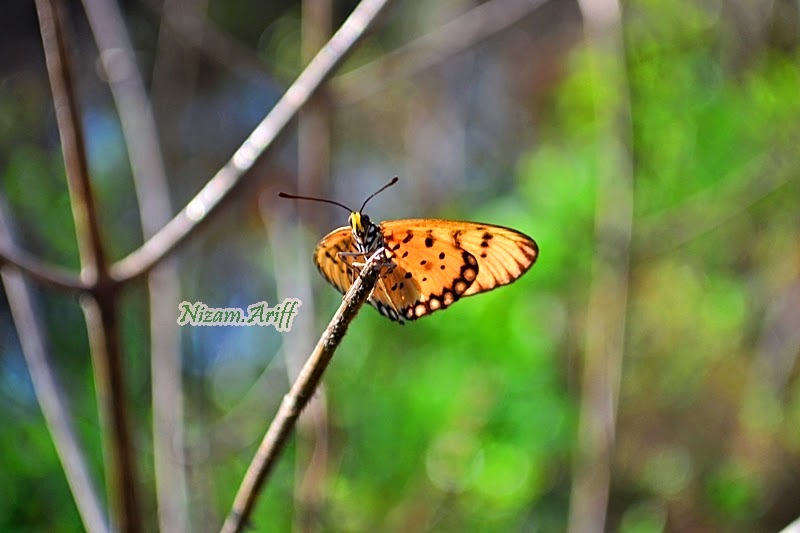 FotoBlog Aku: Hikayat si rama-rama kecil...