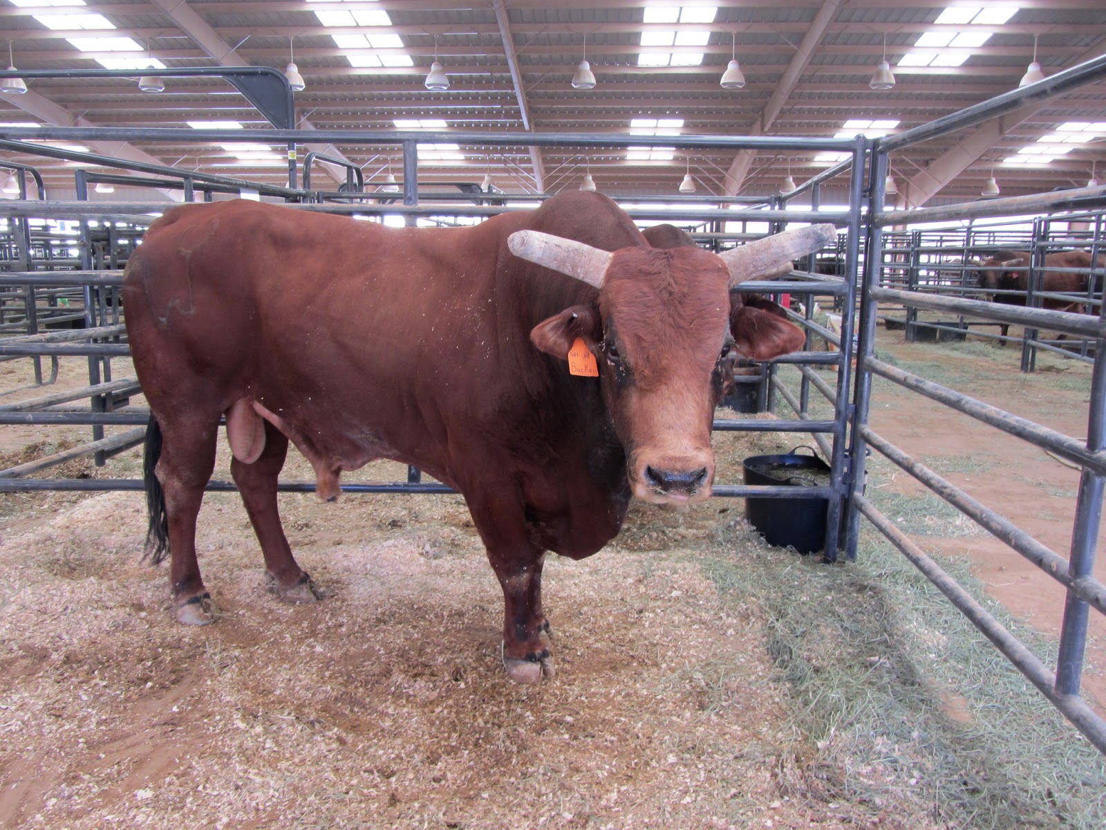 SNOTITUDE Bucking Bull Blog: Tough in Tacoma