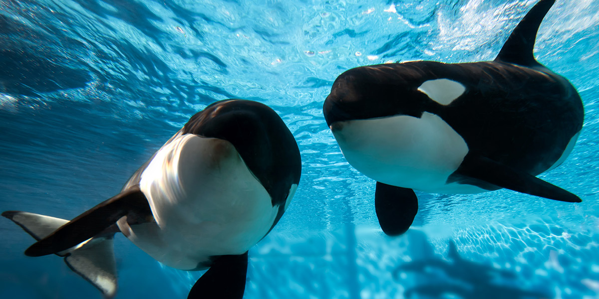 Blackfish Documentary Online